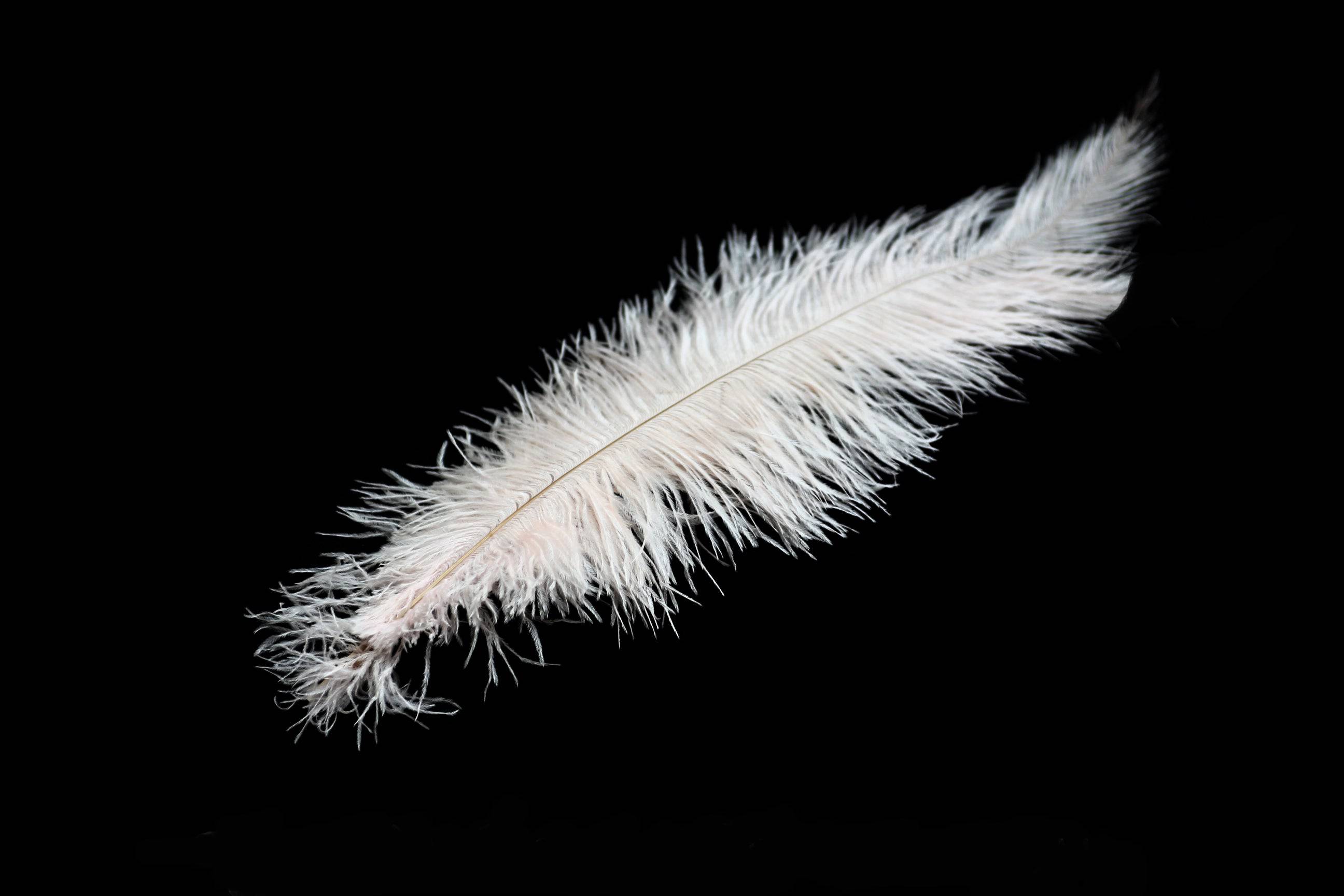 Ostrich Feather Spad Plumes 16 20 White for Sale Online